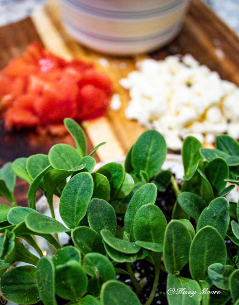 Borage Microgreens Star in Homemade Greek Gyro - Homemaking Without Fear