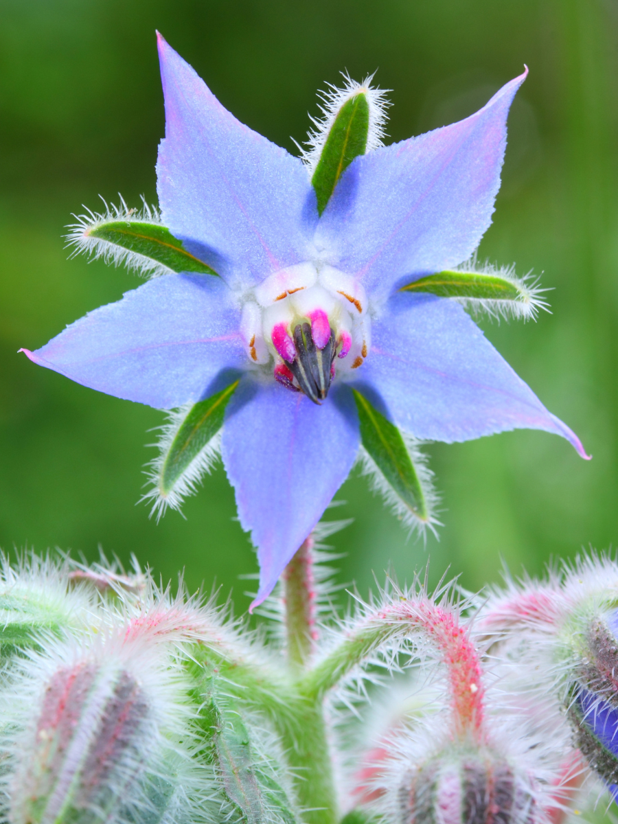 Borage Microgreens Star in Homemade Greek Gyro - Homemaking Without Fear
